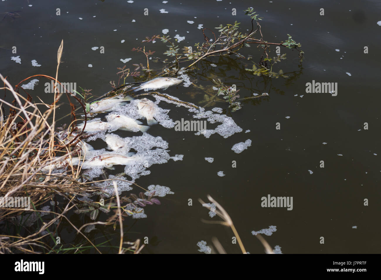 fish dead from pollution water bad problem of environment Stock Photo ...