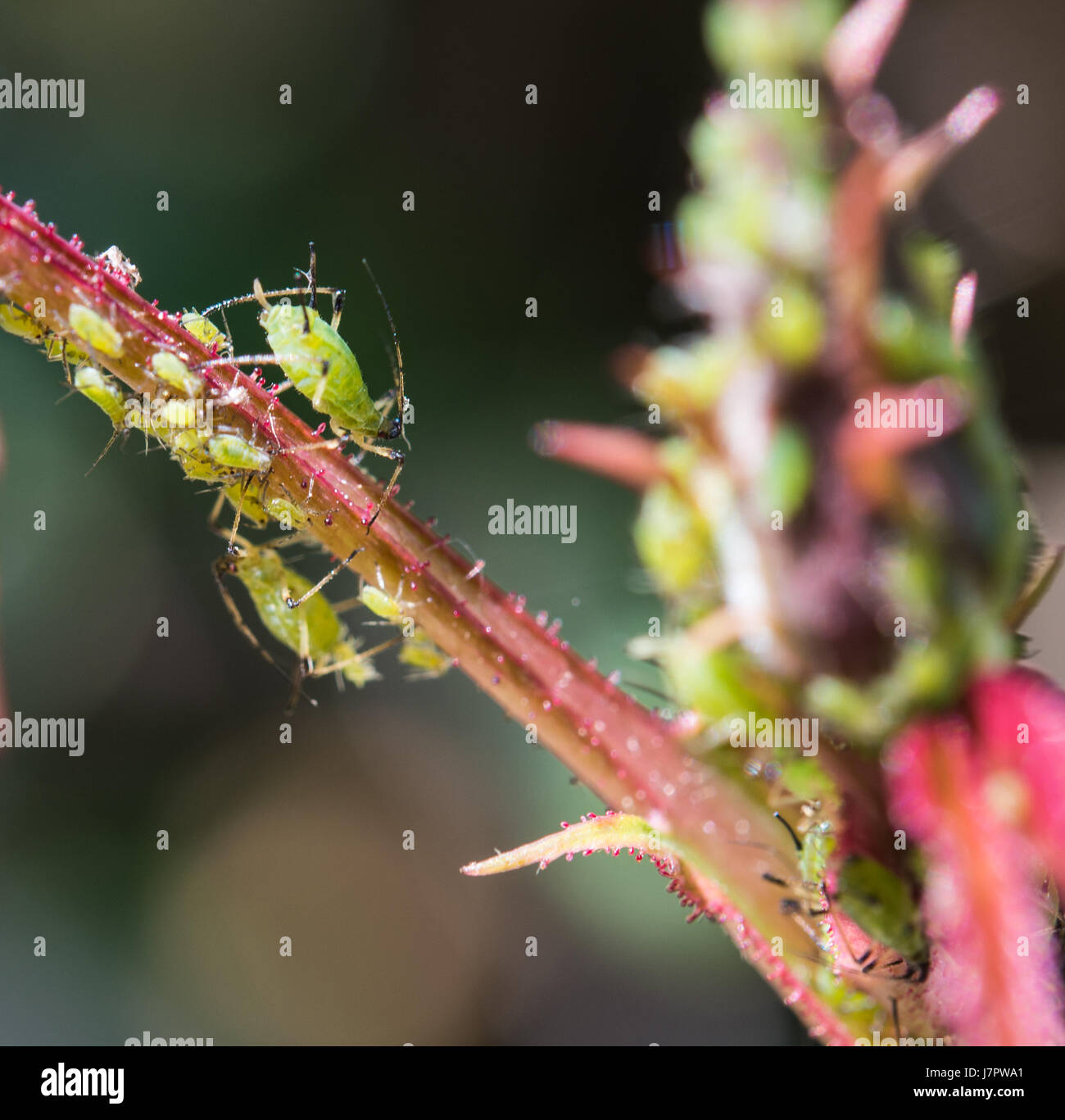 Greenfly hi-res stock photography and images - Alamy