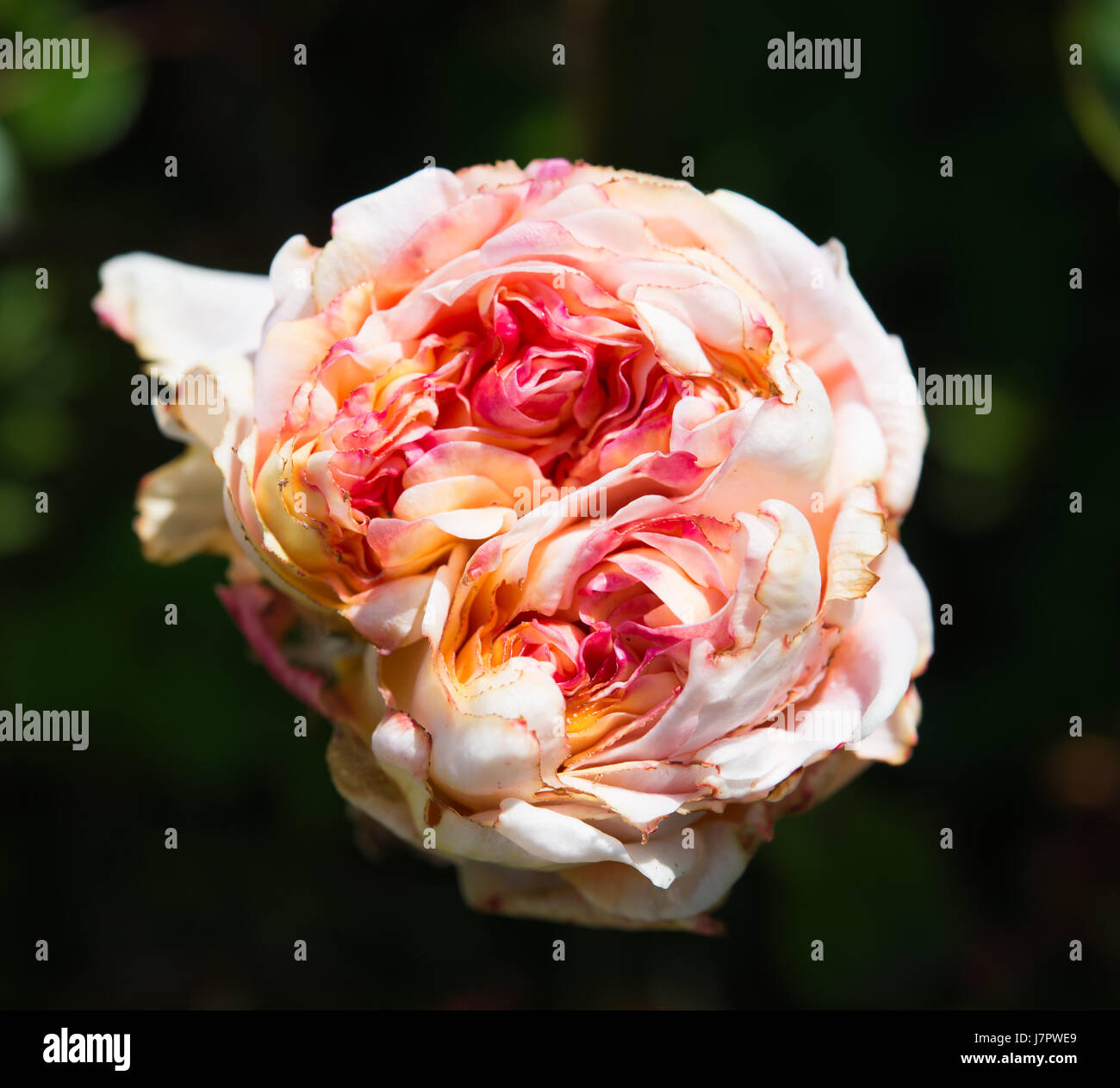 David austin rose hi-res stock photography and images - Alamy