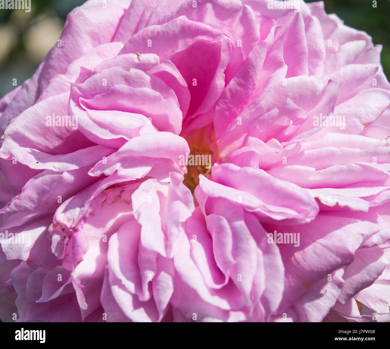 James Galway Rose, David Austin Stock Photo - Alamy