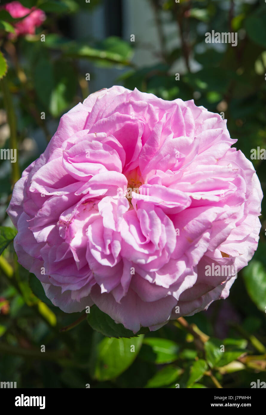 James Galway Rose, David Austin Stock Photo - Alamy