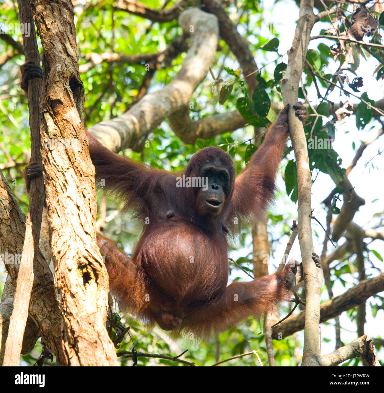 Big male orangutan on a tree in the wild. Indonesia. The island of ...