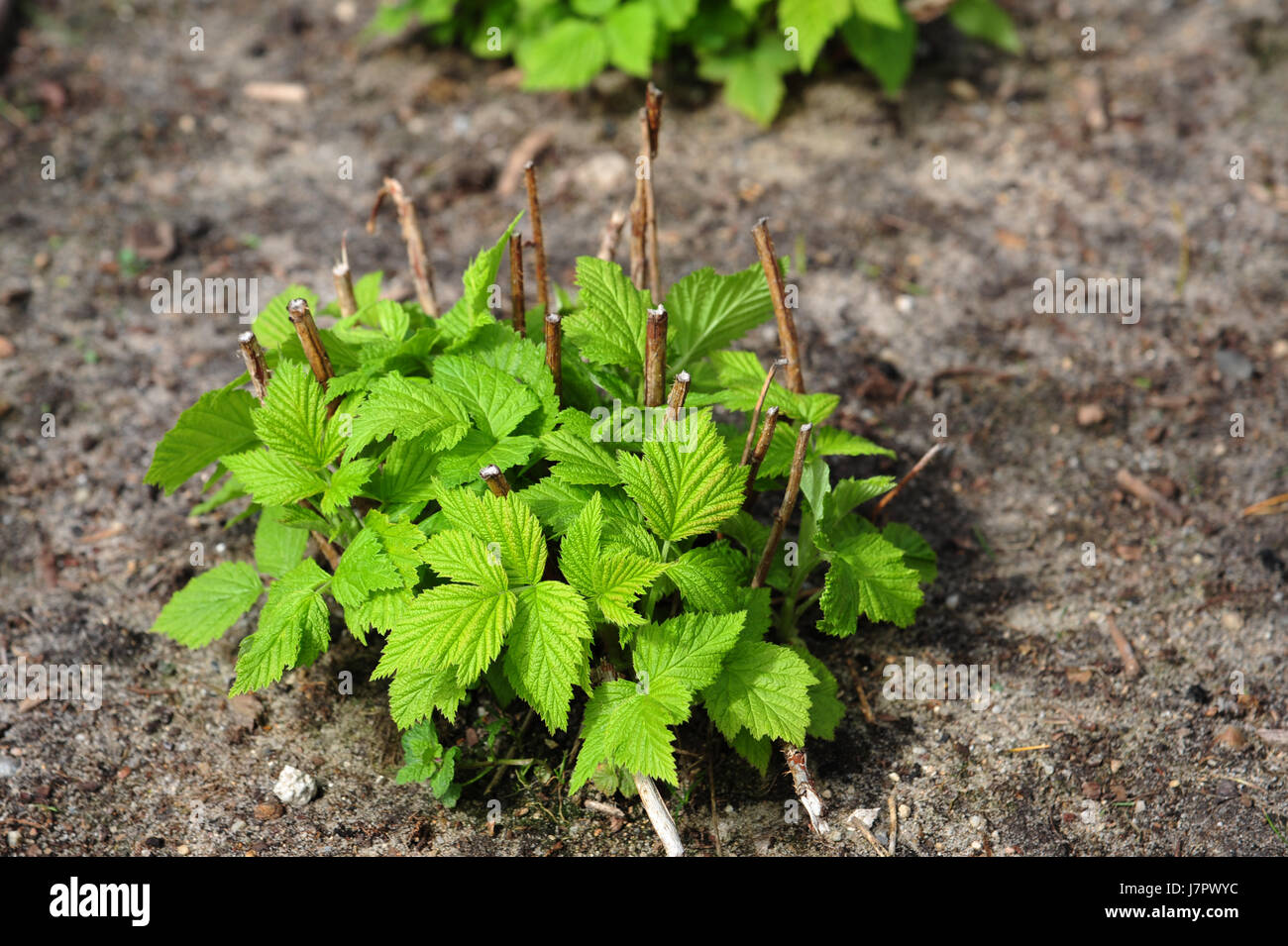 leaf garden shrub gardens raspberry raspberry bush plant nature useful ...