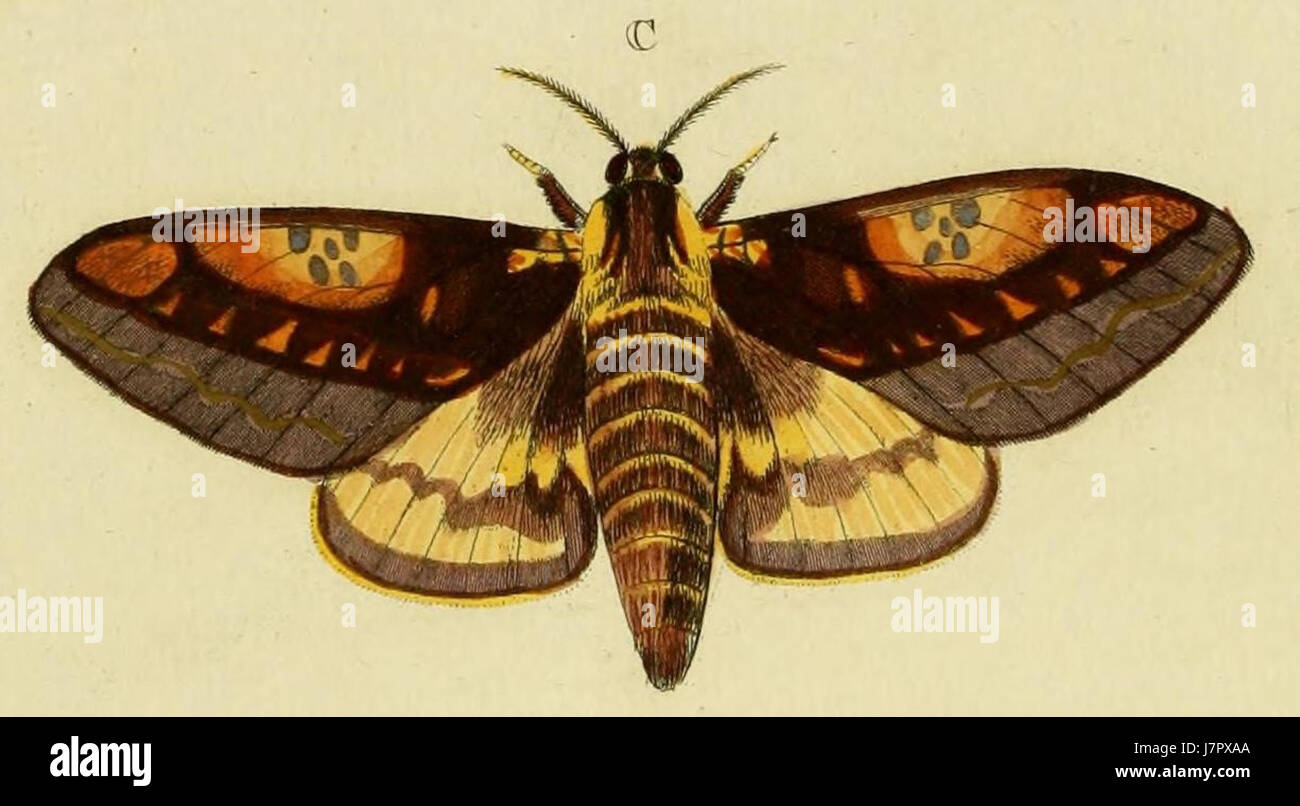 Citheronia phoronea (Cramer, 1779) (Phalaena Phoronea) male Stock Photo ...