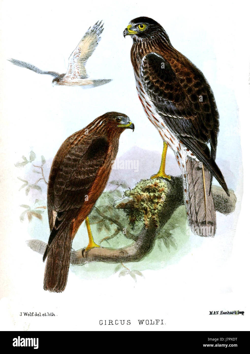 CircusWolfiWolf appears to reference a circus-themed entity or a ...