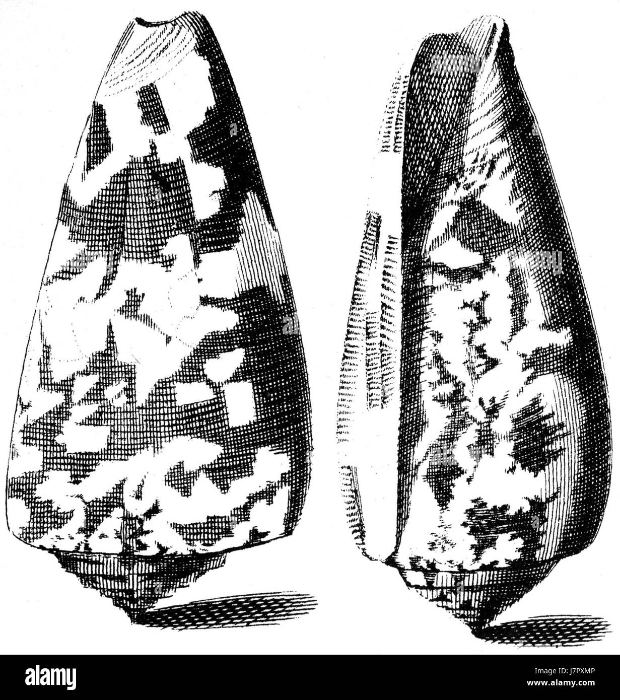 Cone snail shell Black and White Stock Photos & Images - Alamy