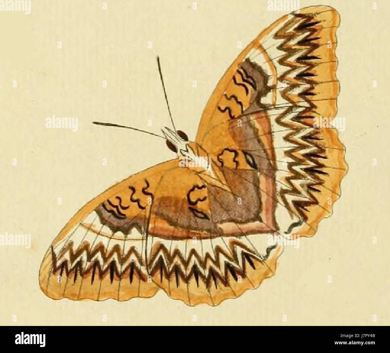 An image of the Cymothoe althea butterfly, a species in the family ...