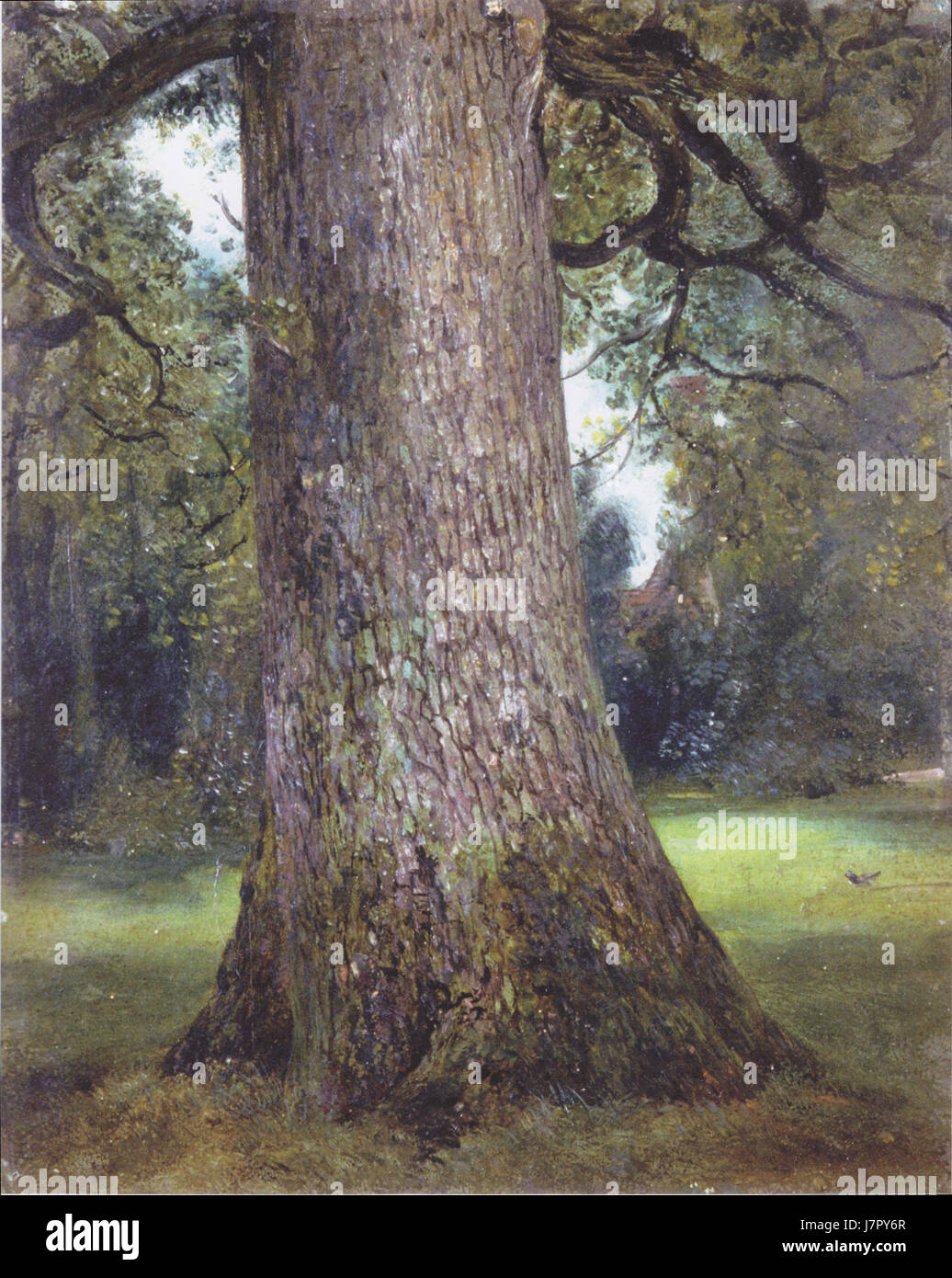 Constable Study of an Elm Tree c1821 Stock Photo - Alamy