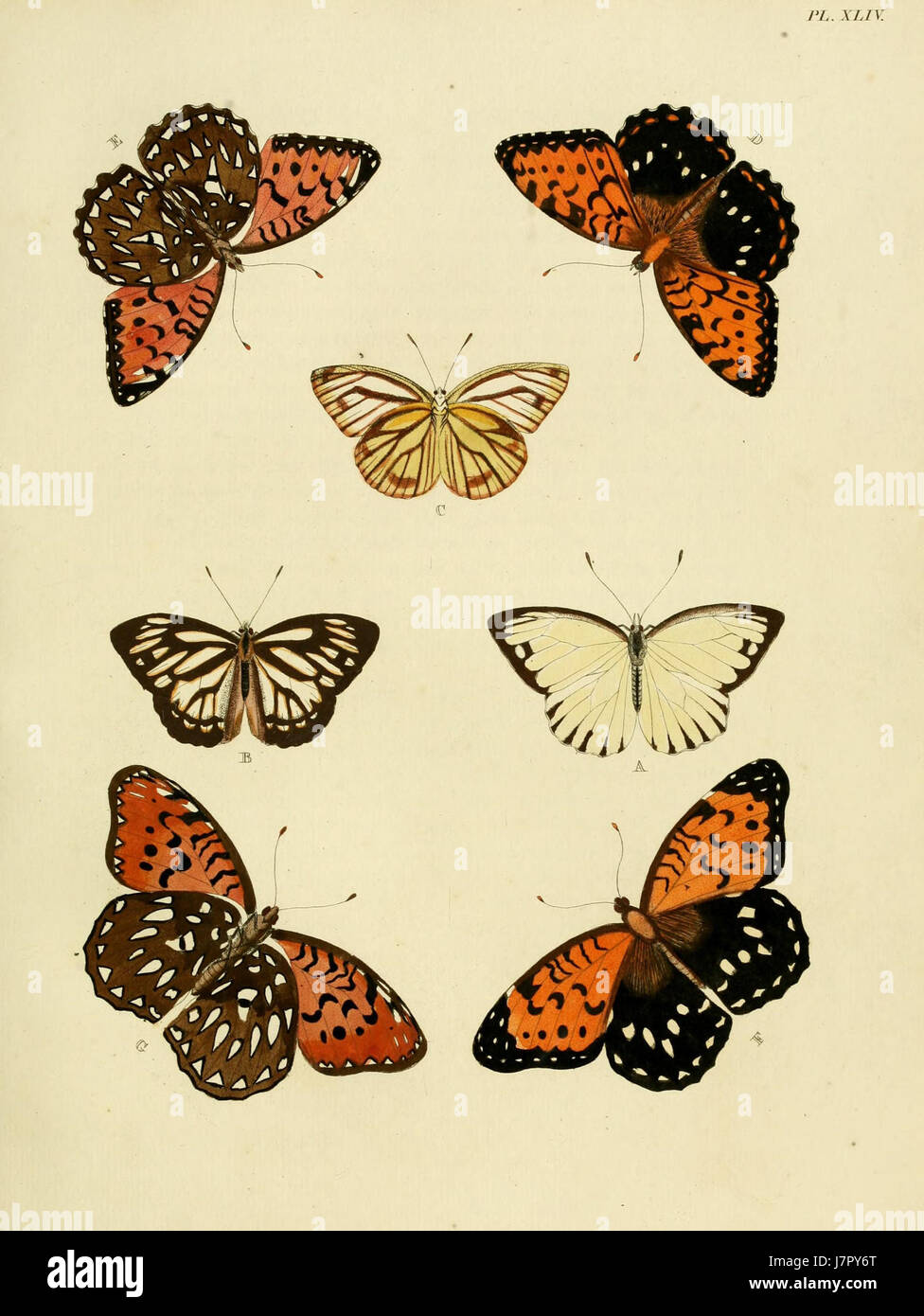 The image from Cramer & Stoll's 'Uitlandsche Kapellen,' Volume 1, Plate ...