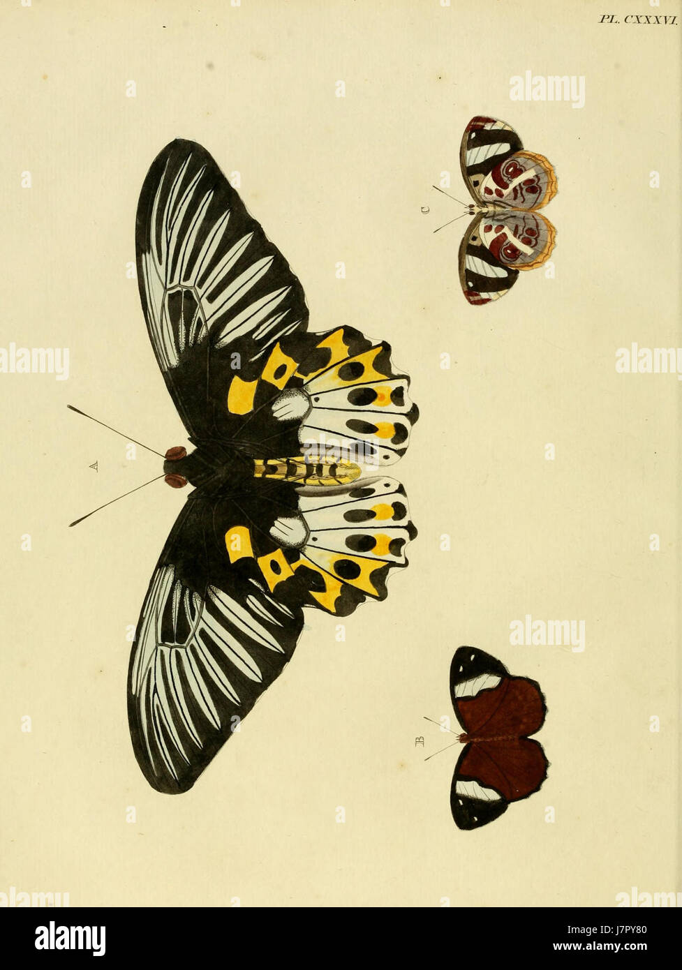 This plate from the second volume of Cramer & Stoll's 'Uitlandsche ...