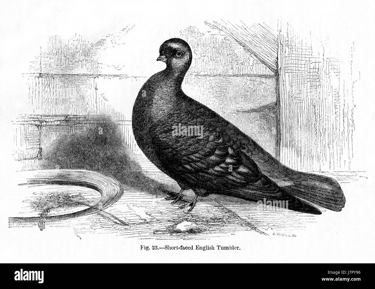 Variation within species Black and White Stock Photos & Images - Alamy