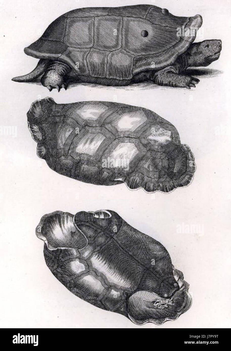 Cylindraspis refers to an extinct genus of giant tortoises that once ...