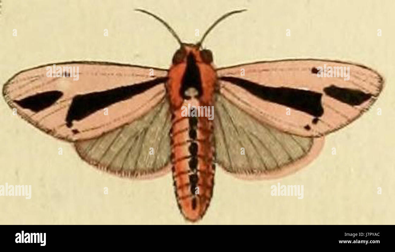 Creatonotos gangis hi-res stock photography and images - Alamy