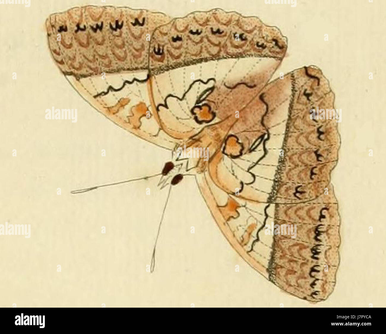 Cymothoe hi-res stock photography and images - Alamy