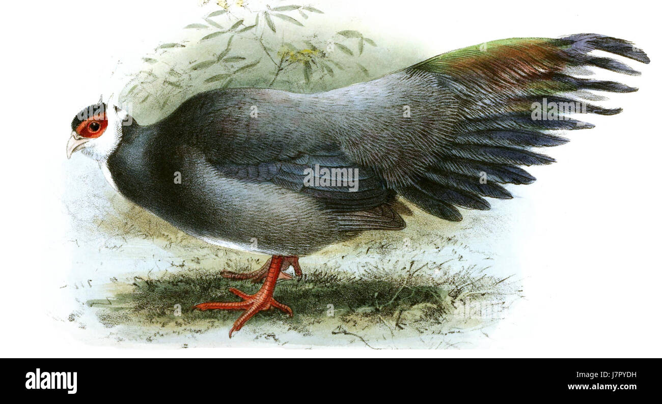 Crossoptilon Harmani, also known as Harmani's pheasant, is a bird ...