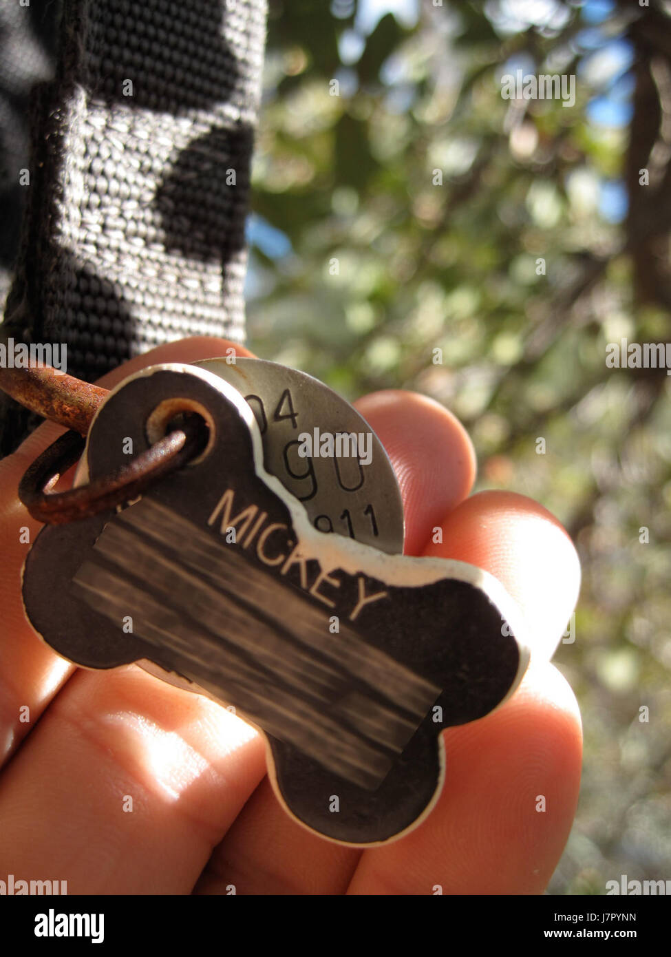 A photograph from 2009, titled 'Mickey's Tree,' featuring a tree in a ...