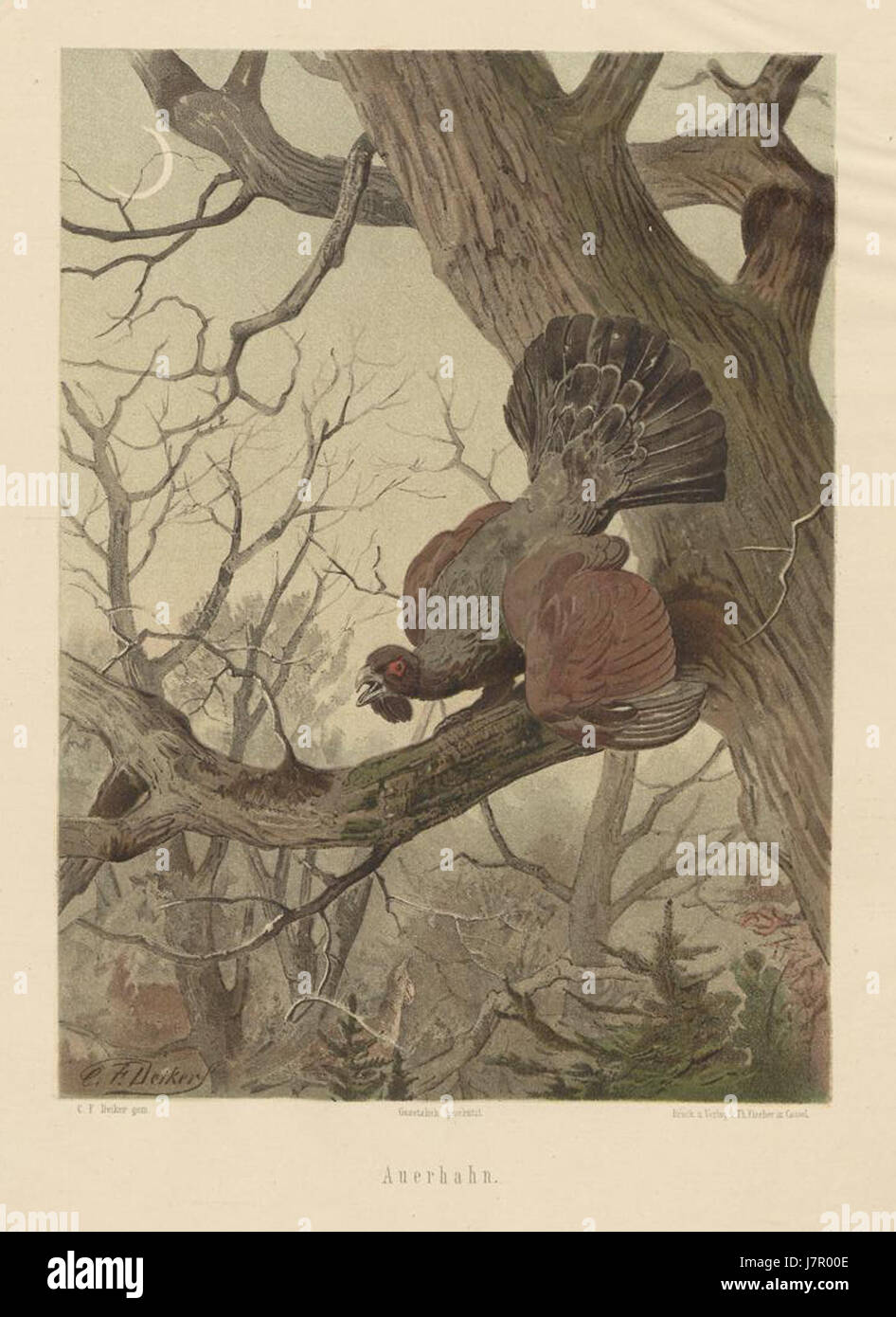 *Deiker Jagdbare Tiere* (Deiker's Huntable Animals) is a publication ...