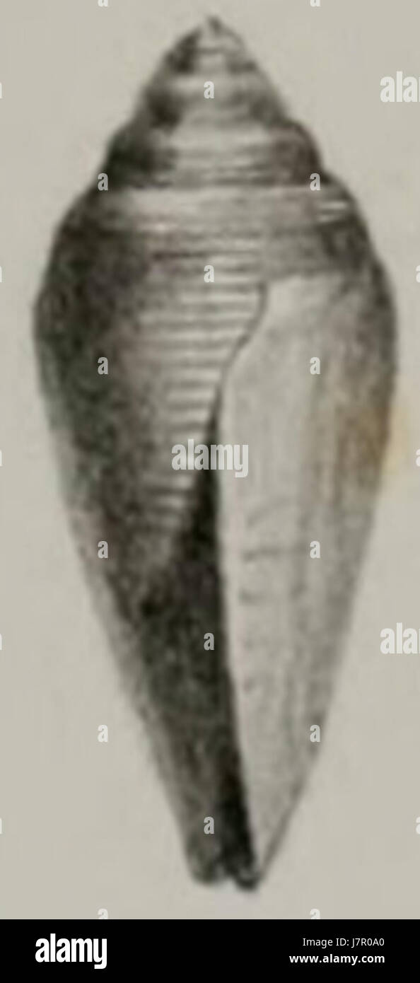 Conus striatulus hi-res stock photography and images - Alamy