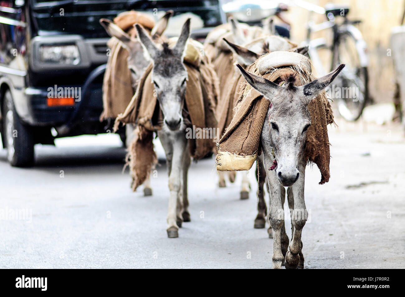 Donkey carrying luggage hi-res stock photography and images - Alamy