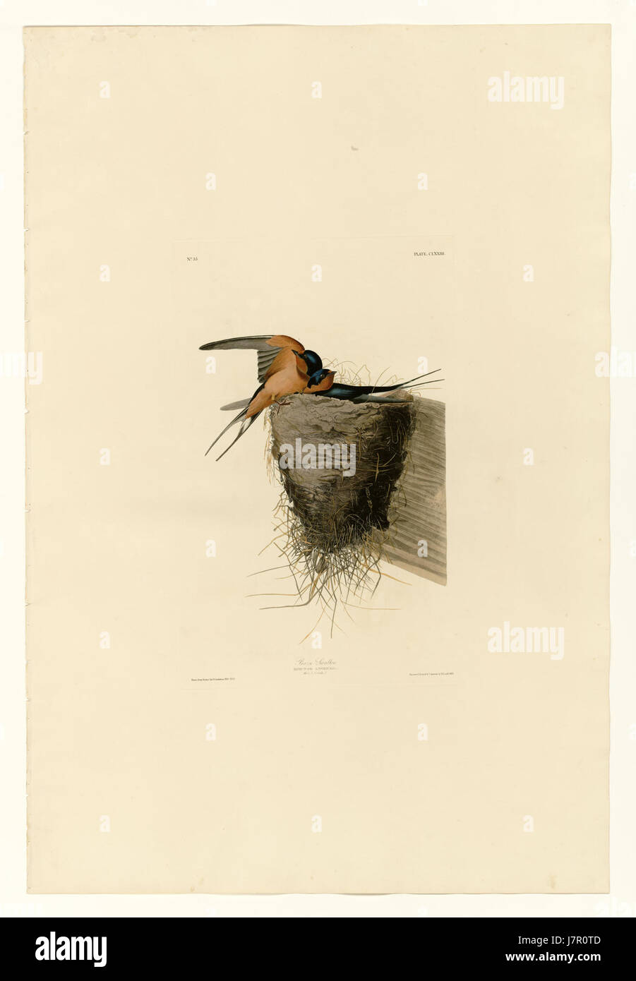 The *Barn Swallow* (Hirundo rustica) is a migratory bird known for its ...