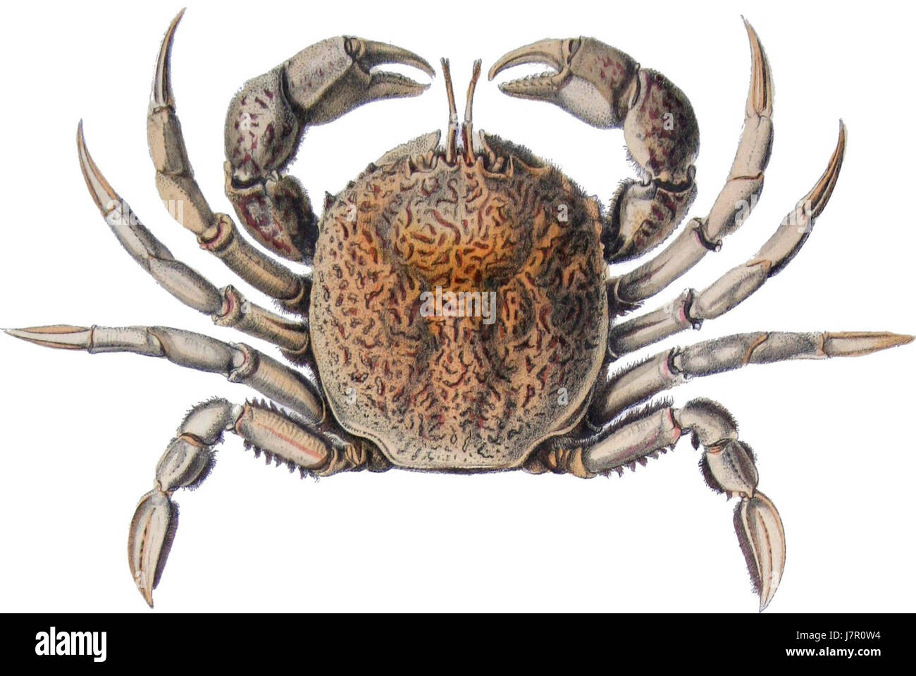 Flowering plant identification Cut Out Stock Images & Pictures - Alamy