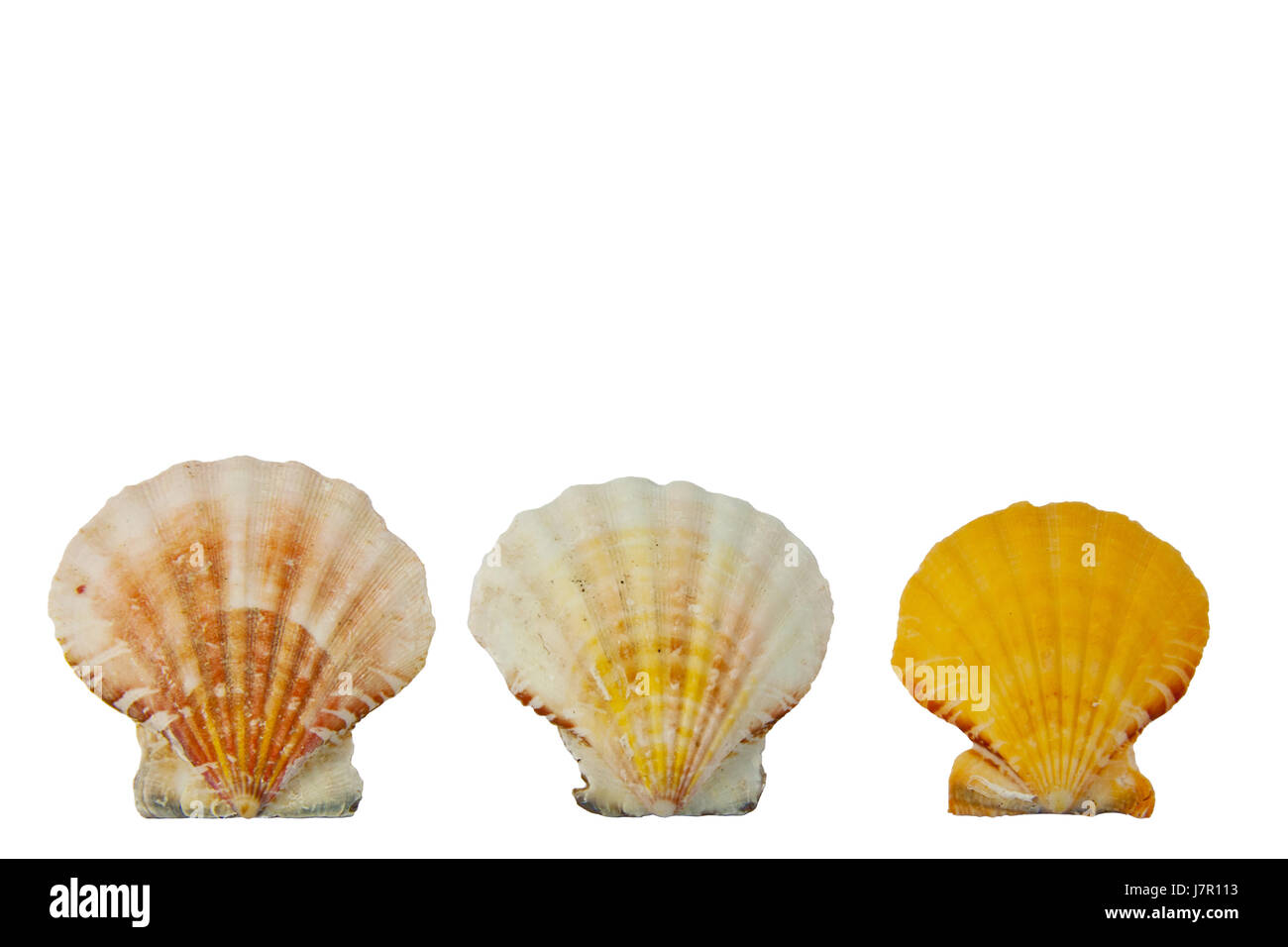 Three shells hi-res stock photography and images - Alamy