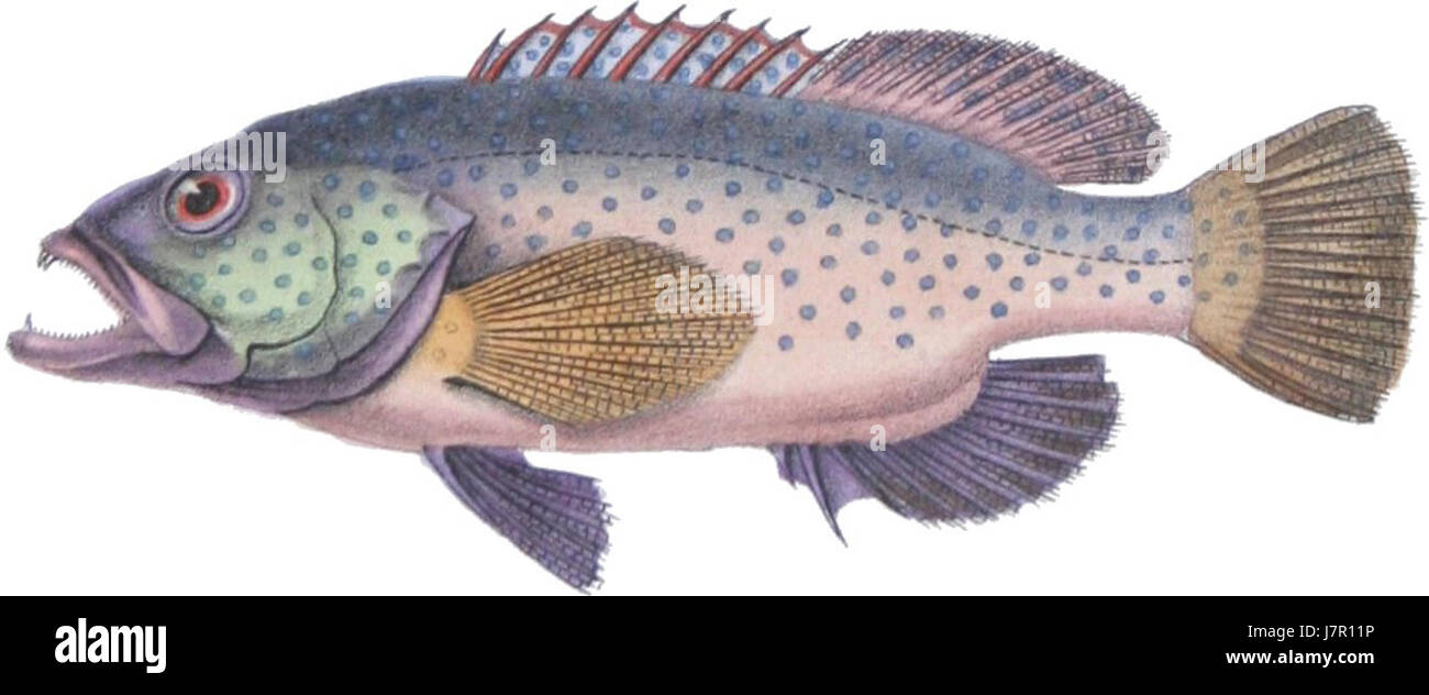 Protogynous hermaphrodite hi-res stock photography and images - Alamy