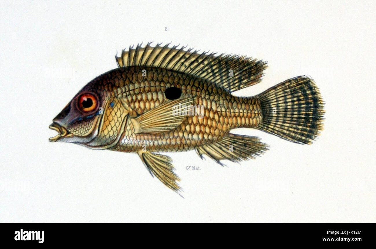 Geophagus obscurus is a species of fish native to the South American ...
