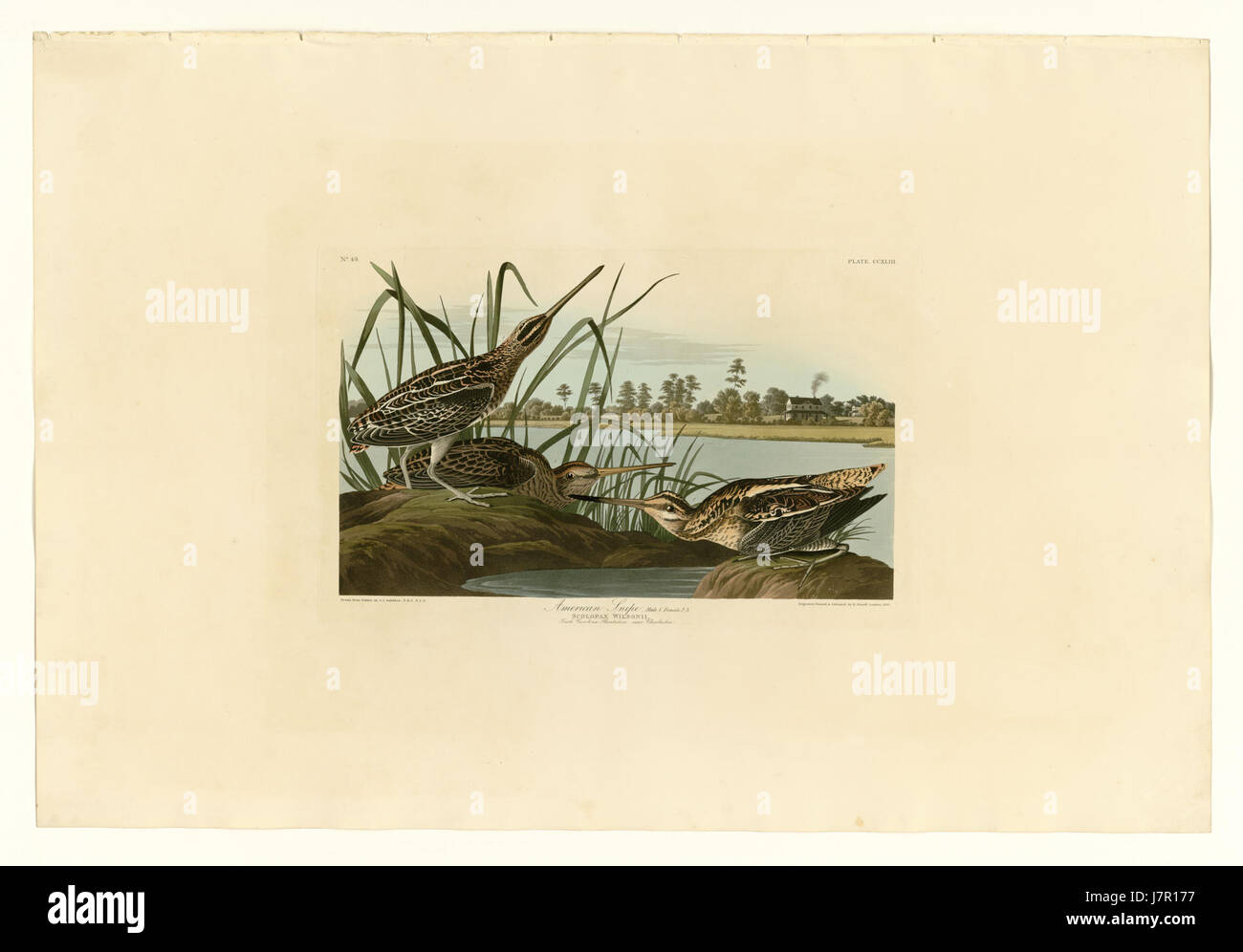 Snipe drawing hi-res stock photography and images - Alamy