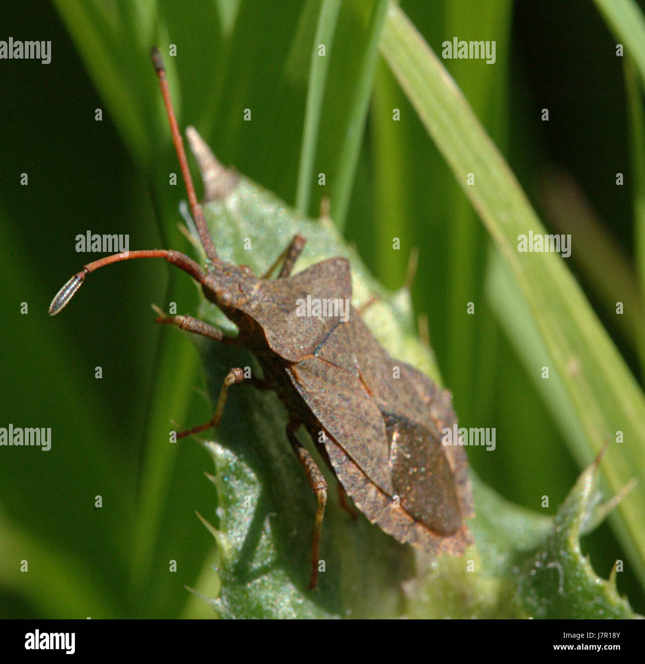 *Coreus marginatus*, commonly known as the leather bug, is an insect ...