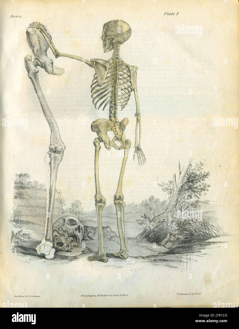 This work is a collection of anatomical plates, specifically showcasing ...