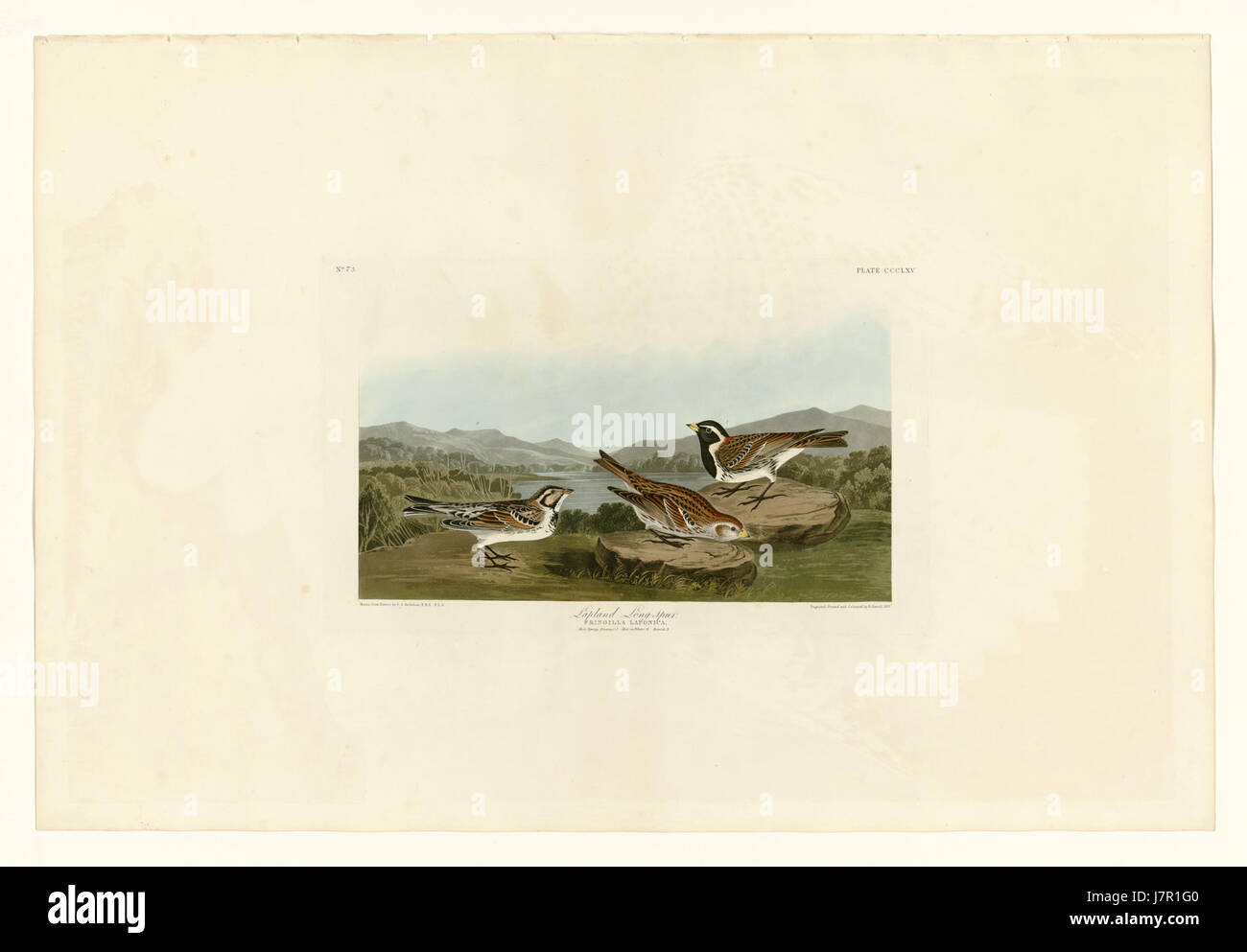 365 Lapland Long Spur is a species of bird native to the Arctic regions ...