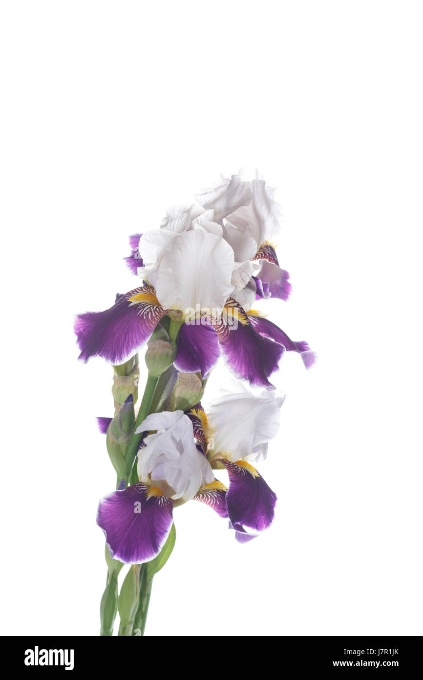 Dark black iris flower Cut Out Stock Images & Pictures - Alamy