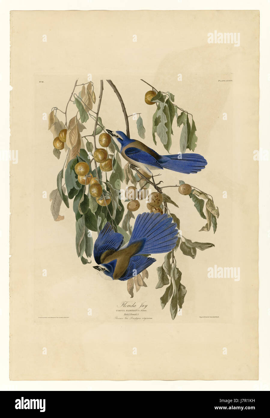 The Florida Jay is a bird species native to the southeastern United ...