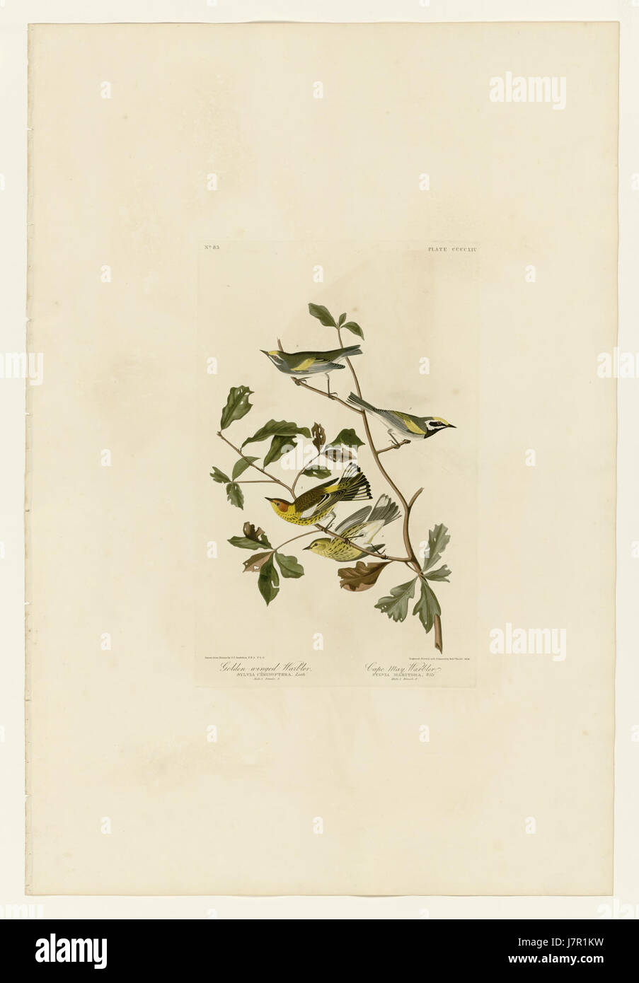 The Golden-winged Warbler (Vermivora chrysoptera) is a small songbird ...