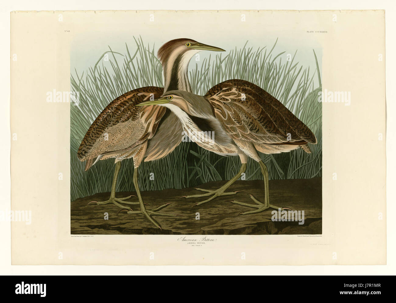 Bittern painting hi-res stock photography and images - Alamy