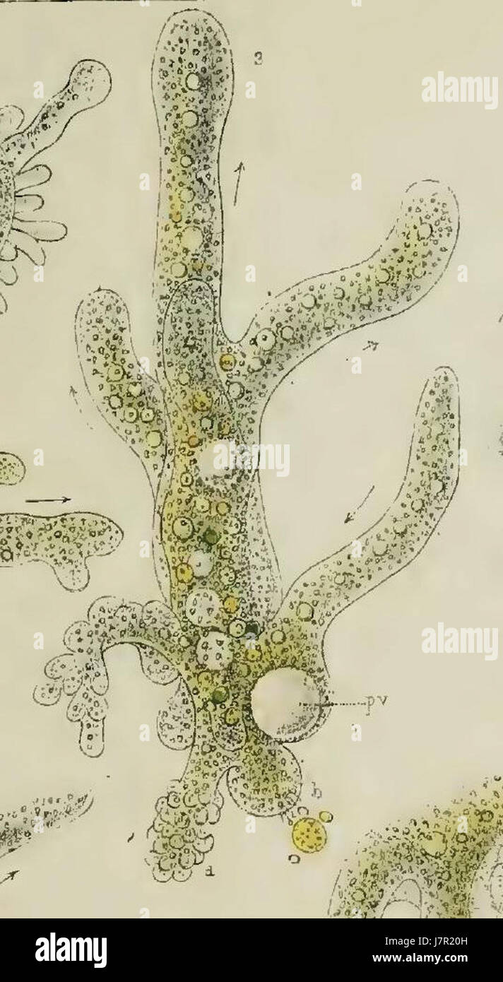 Amoeba proteus hi-res stock photography and images - Alamy