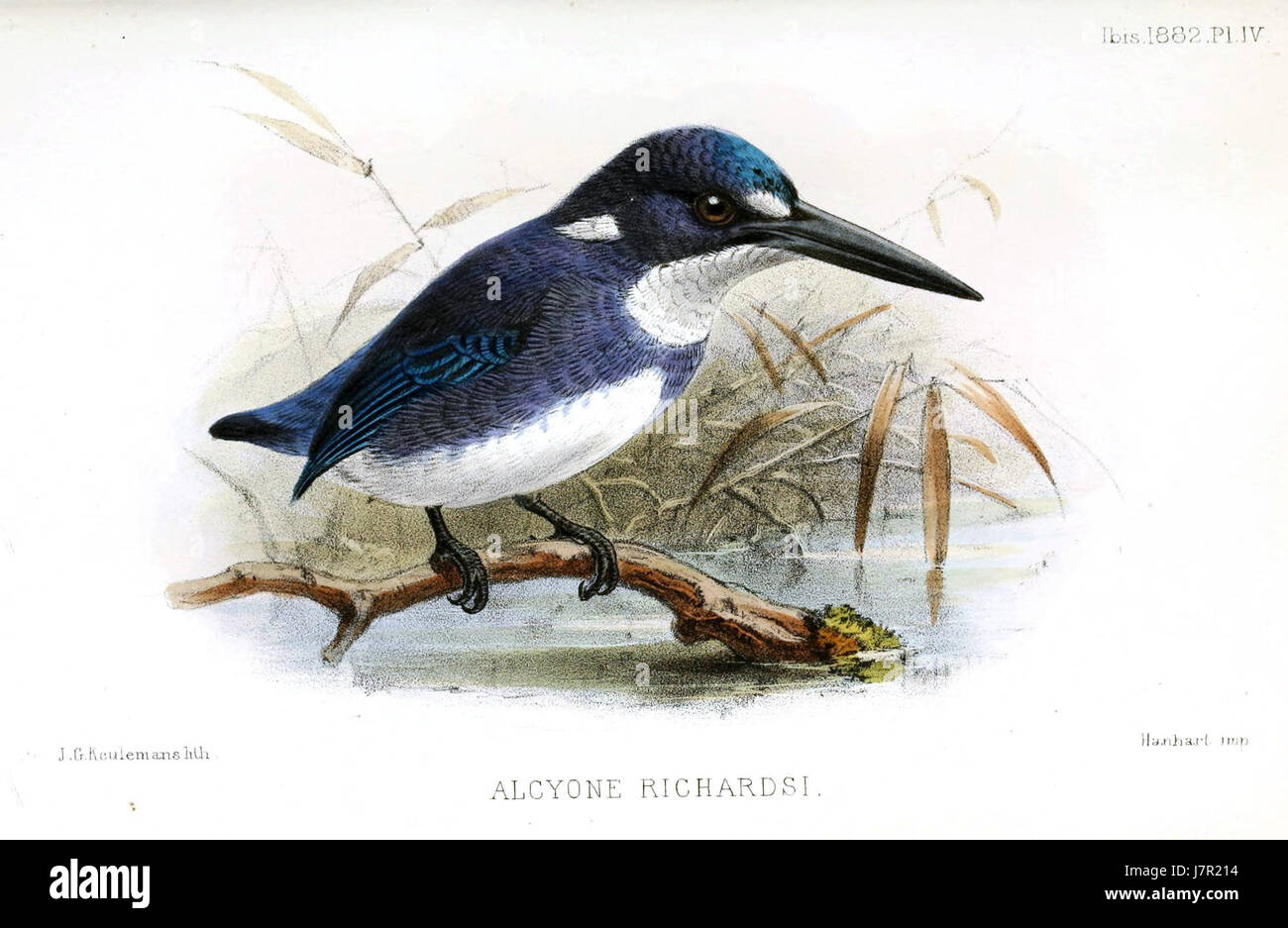 Alcyone richardsi, a species of bird described by Keulemans, was ...