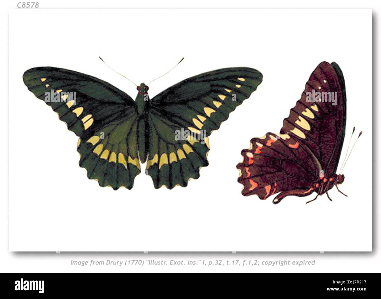 Battus polydamas antiquus refers to a subspecies of butterfly in the ...