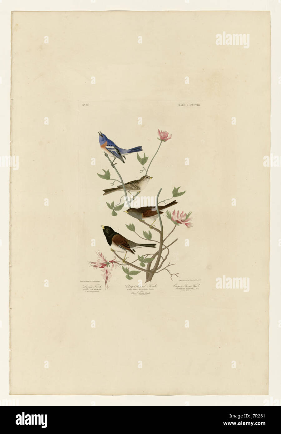 Clay coloured finch hi-res stock photography and images - Alamy