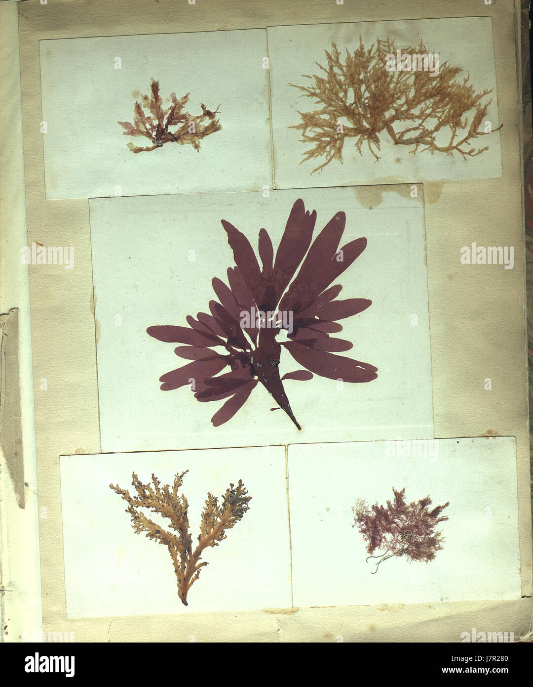 Algues marines hi-res stock photography and images - Alamy