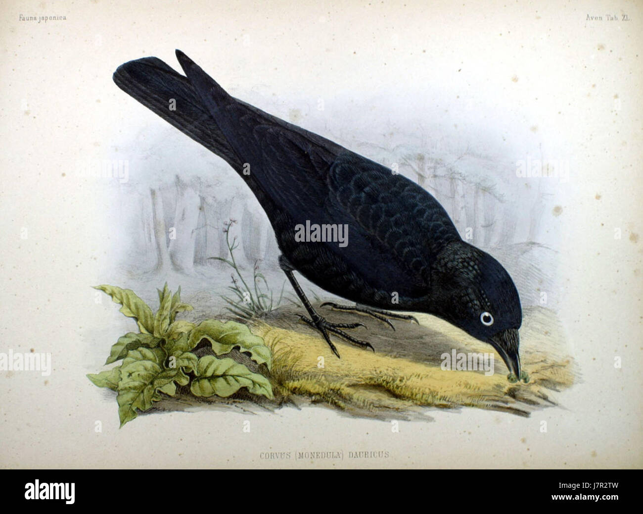 Corvus (Monedula) dauricus, also known as the Daurian jackdaw, is a ...