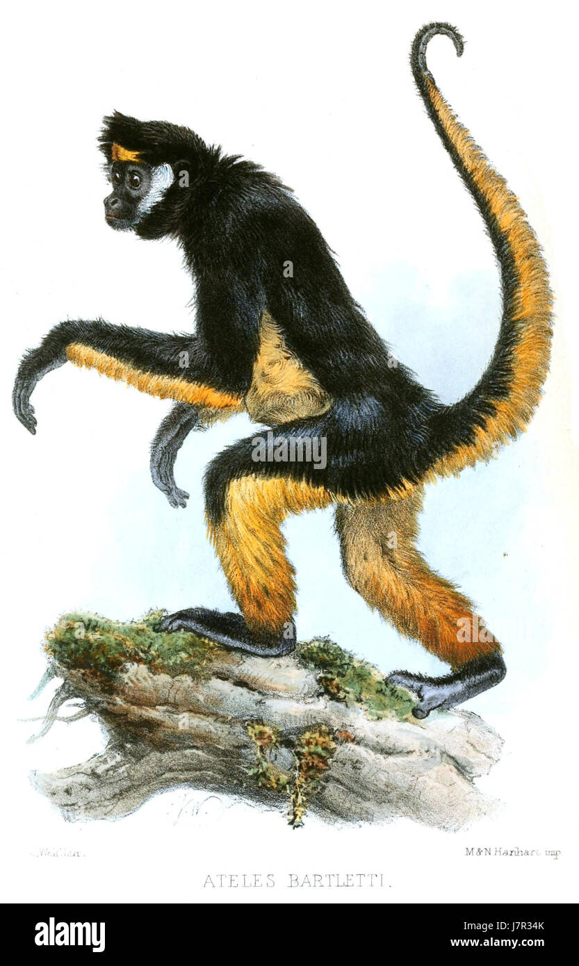 Illustration of Ateles bartletti (now recognized as Ateles belzebuth ...