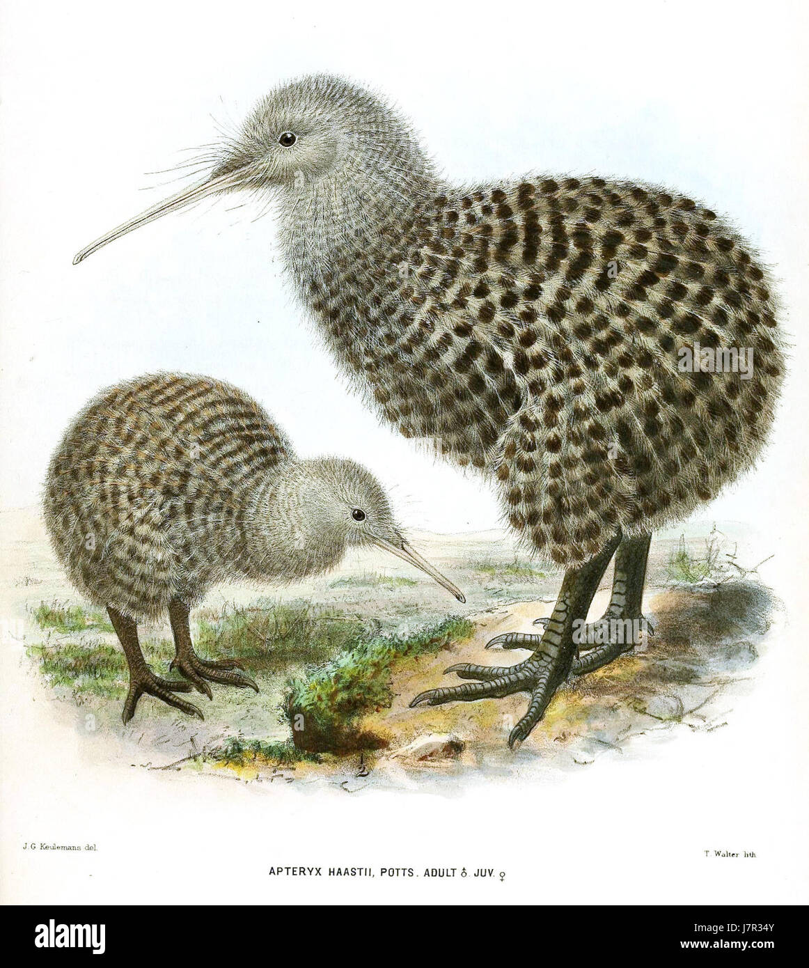 'Apteryx Haastii' refers to the Haast's kiwi, an extinct species of ...