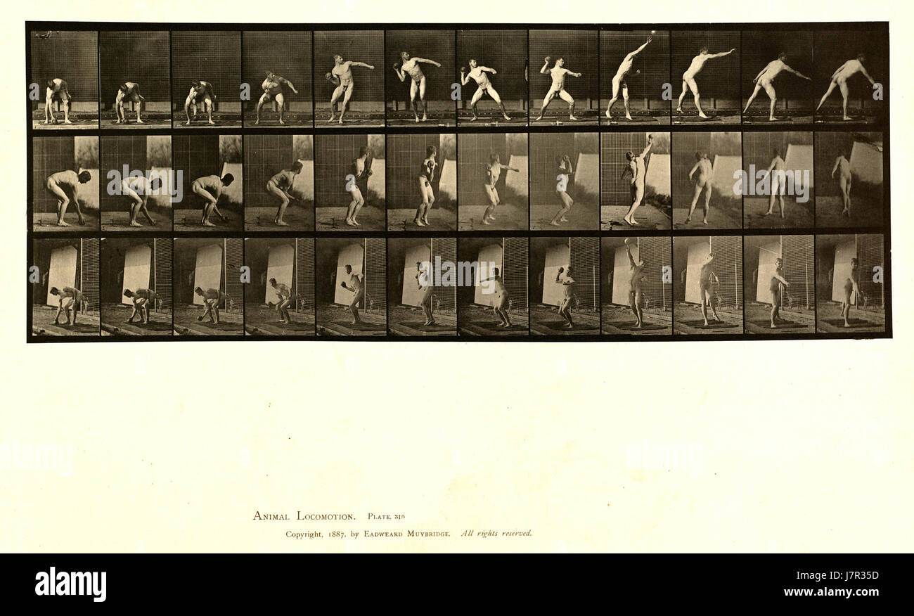 Plate 310 from Eadweard Muybridge's 'Animal Locomotion' series ...