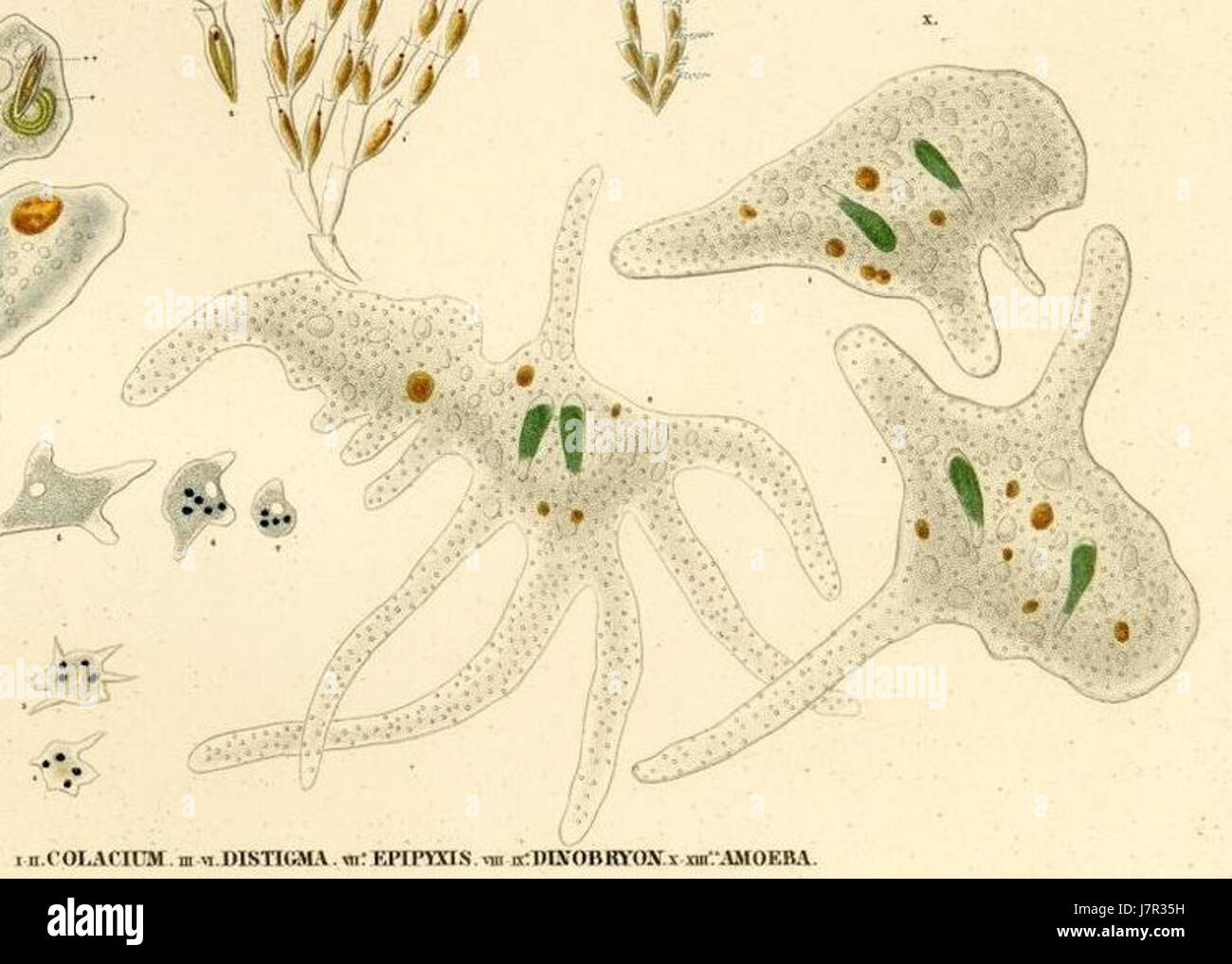 Amoeba Under Microscope Labeled