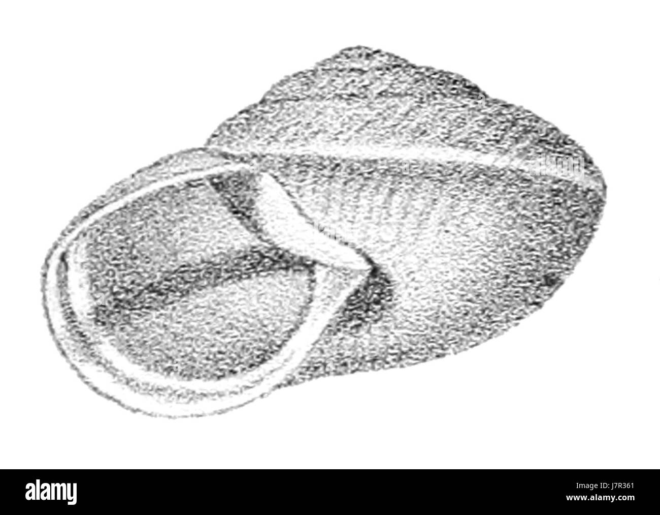 Shell coloration Black and White Stock Photos & Images - Alamy