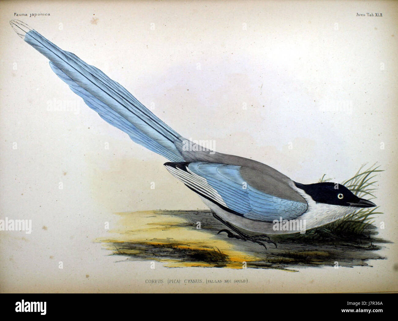 Eurasian magpie intelligence hi-res stock photography and images - Alamy