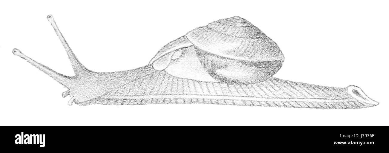 Ariophanta hi-res stock photography and images - Alamy