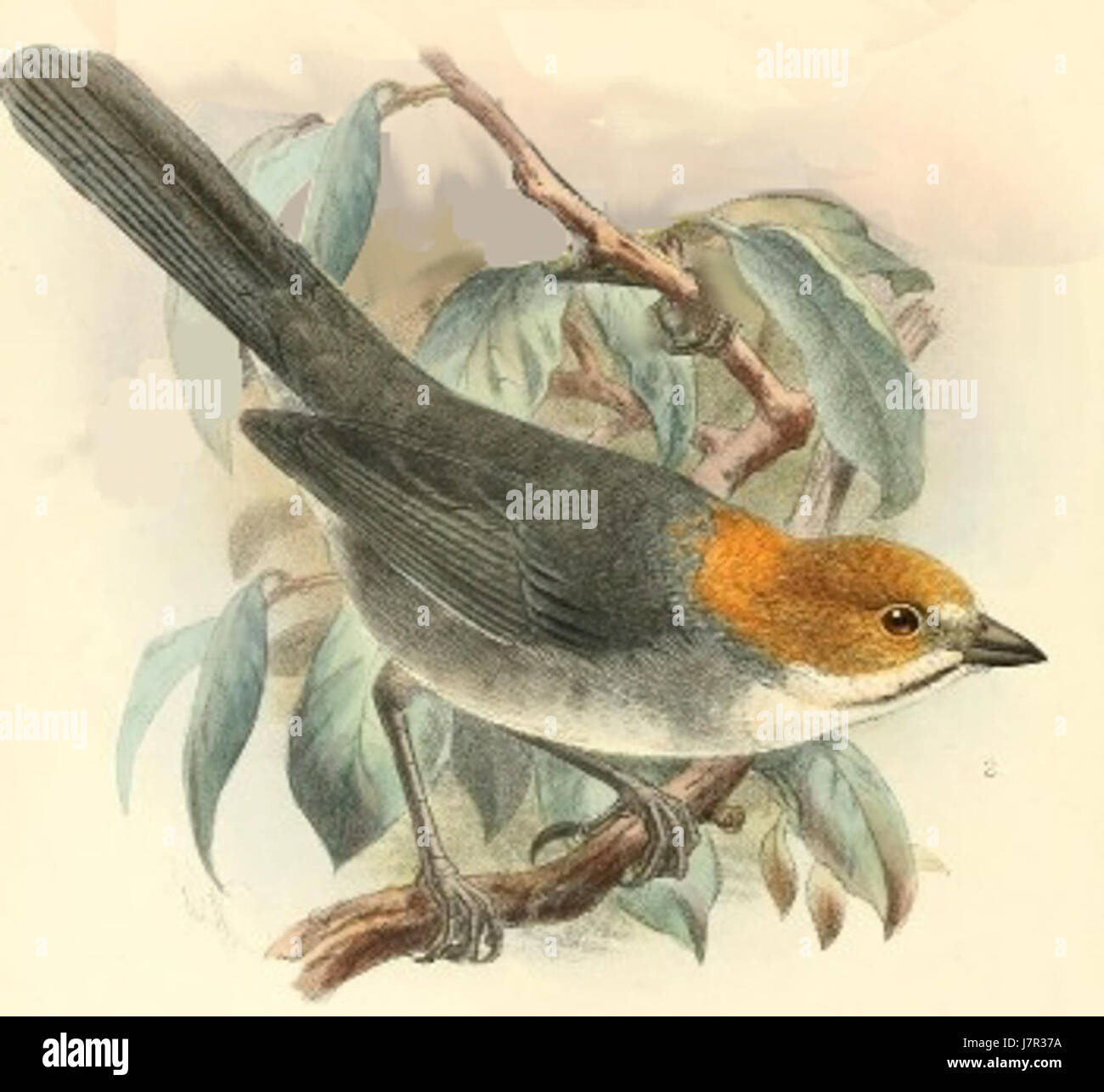 Atlapetes rufigenis, also known as the Rufous-crowned Brushfinch, is a ...